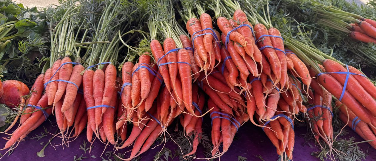 Curing Olives at Home | Surreyfarms. A serene haven in the foothills of ...
