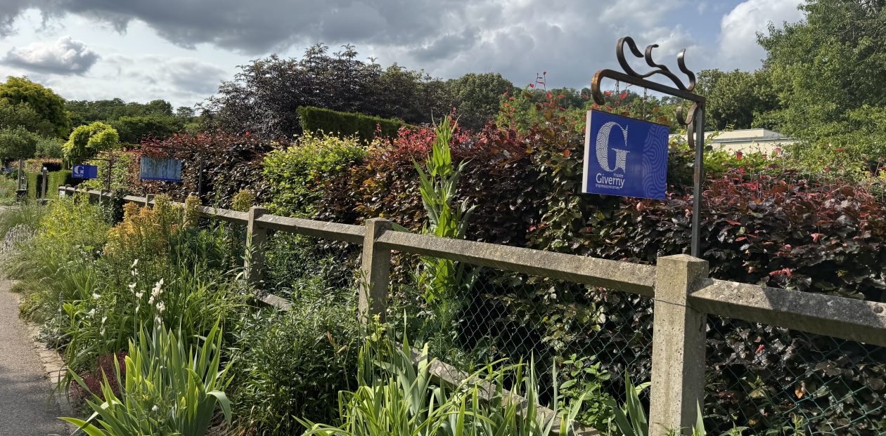 Curing Olives at Home | Surreyfarms. A serene haven in the foothills of ...